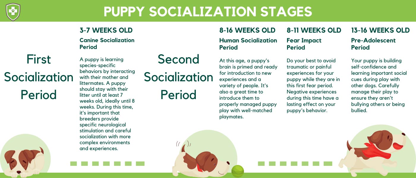 When and How to Start Socializing Your Puppy | Preventive Vet