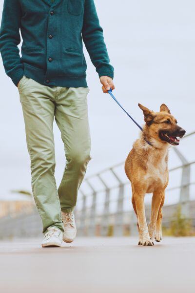 Finding a Dog Walker You Can Trust