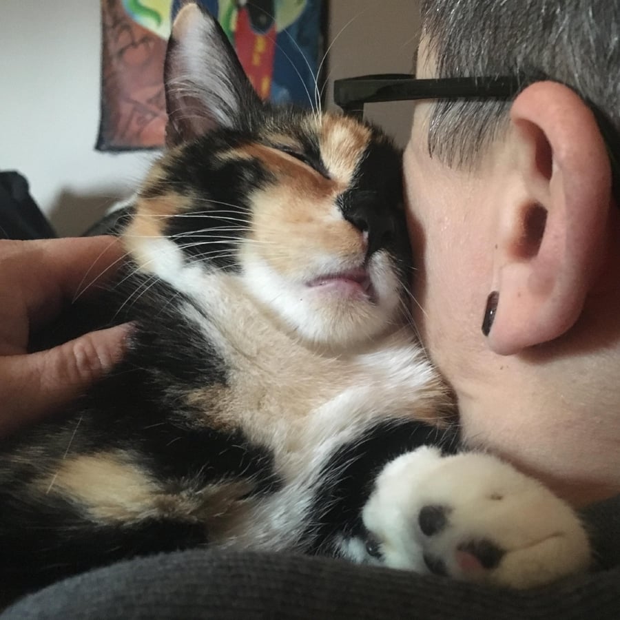 How to Become a Foster Cat Guardian | Preventive Vet