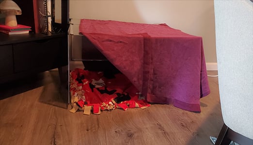 Foster Cats 101: Foster Set Up & What to Expect | Preventive Vet