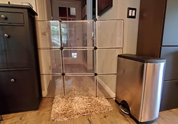 Foster Cats 101: Foster Set Up & What to Expect | Preventive Vet