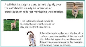 Decoding Feline Fury: Understanding Cat Aggression Toward Humans