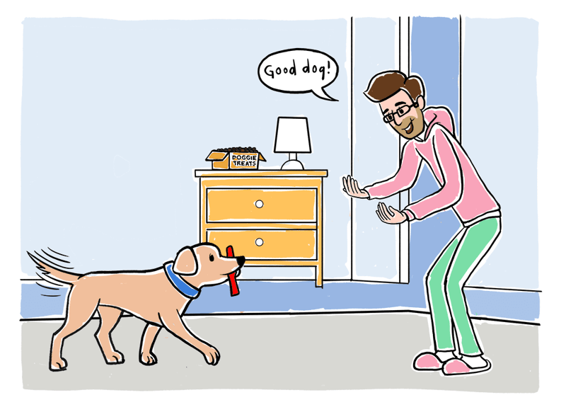 Fetch Masterclass: Teach Your Dog to Play & Retrieve Like a Pro