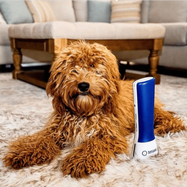 The Best Pet-Safe Cleaner & Disinfectant | Preventive Vet
