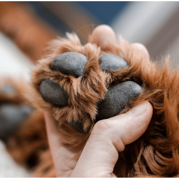 The Best Pet-Safe Cleaner & Disinfectant | Preventive Vet