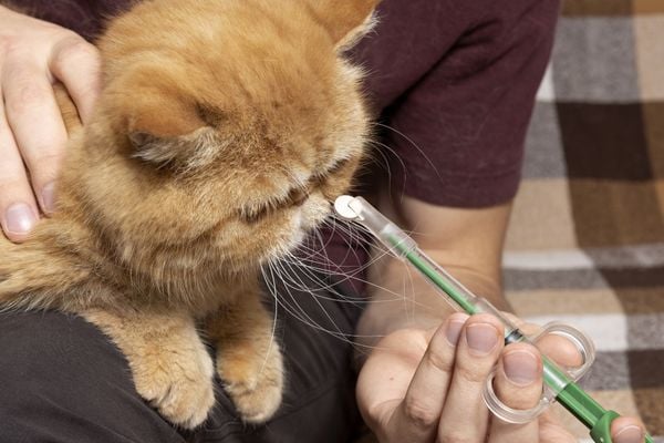 How to Give Your Cat a Pill | Preventive Vet
