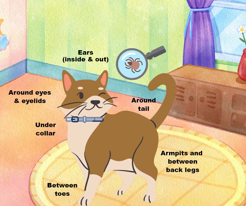 How to Remove a Tick on Your Pet — What to Do and NOT Do