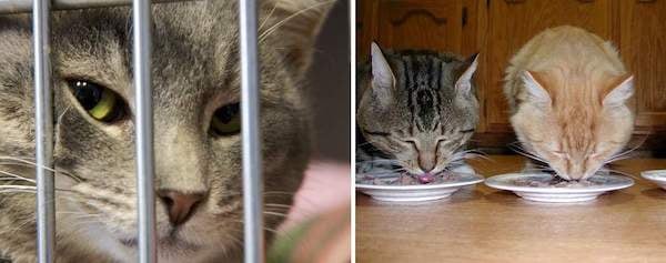 Decoding Feline Fury: Understanding Cat Aggression Toward Humans