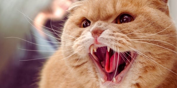 Cat Bites: When They Turn Into an Abscess | Preventive Vet