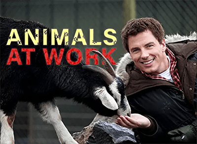 The Best Dog, Cat, and Wildlife TV Shows & Movies to Stream