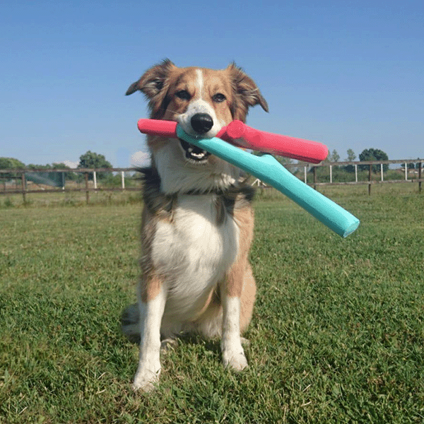 How to Get Your Dog Interested in Toys & Playing Fetch