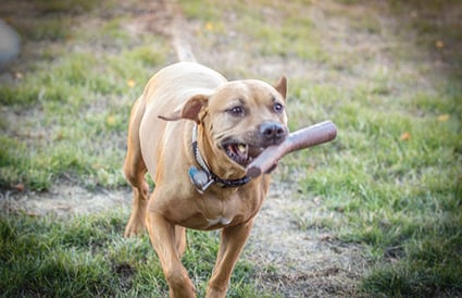 The Best Fetch Toy For Dogs