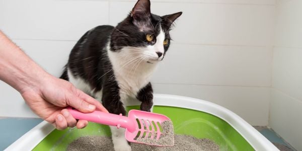Cat Can't Pee! What to Do If Your Cat Has a Urinary Obstruction.