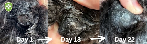 How to Properly Care for Your Dog's Paw Pads | Preventive Vet