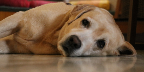 Food Bloat in Dogs: Did Your Dog Eat Too Much?