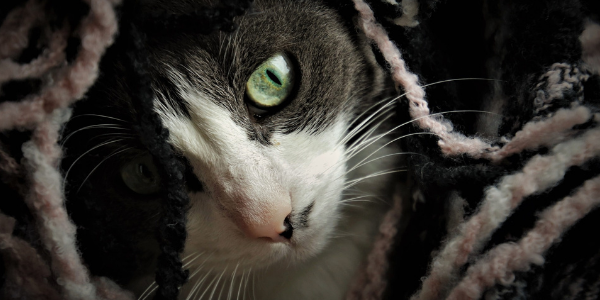 When to Take Your Cat to the Emergency Vet | Preventive Vet