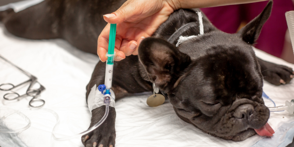 Minimizing the Risks of Anesthesia in Dogs | Preventive Vet