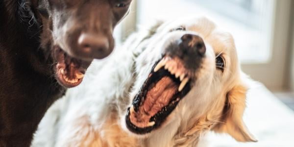 How to Break Up a Dog Fight Safely | Preventive Vet