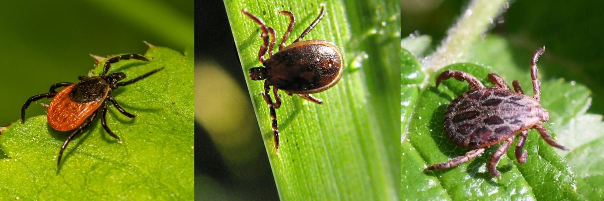 Lyme & Other Tick-Borne Diseases in Dogs | Preventive Vet