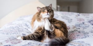 Miliary Dermatitis: How to Help Your Cat | Preventive Vet