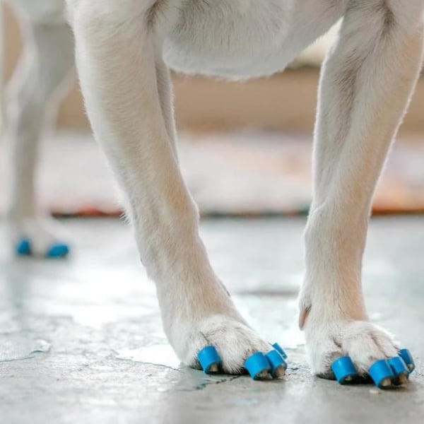 How Often Should You Cut Your Dog's Nails? | Preventive Vet