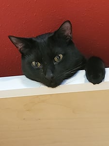 Foster Cats 101: Foster Set Up & What to Expect | Preventive Vet