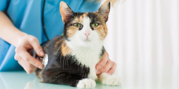 Why Cats Cough & How You Can Help Your Cat | Preventive Vet