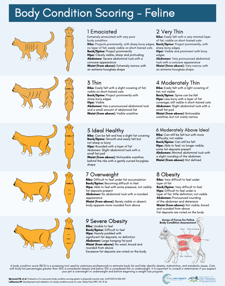 Recognizing and Helping Overweight & Obese Cats | Preventive Vet
