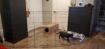 Foster Cats 101: Foster Set Up & What to Expect | Preventive Vet