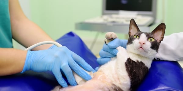 Fatty Liver Disease: How to Protect Your Cat | Preventive Vet