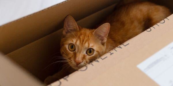 How to Make Moving With Your Cat Less Stressful | Preventive Vet