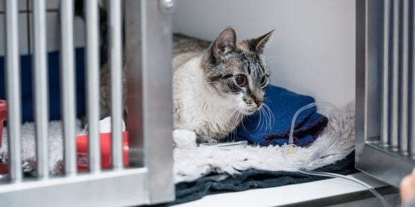 Cat & Kitten Constipation: What You Can Do | Preventive Vet