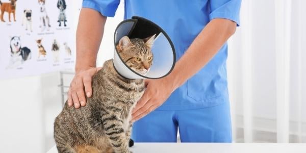Spay and Neuter Essentials: The Lifesaving Benefits for Your Cat