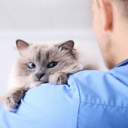 Stem Cell Therapy for Cats | Preventive Vet