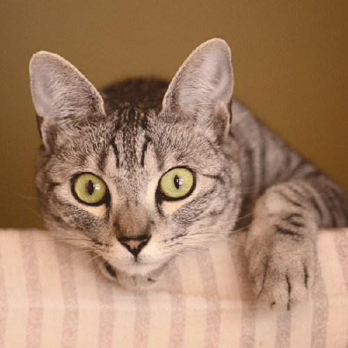 Different Types of Cat Toys and How to Use Them | Preventive Vet