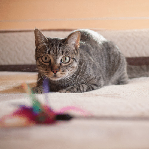 Different Types of Cat Toys and How to Use Them | Preventive Vet