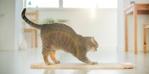 How to Redirect a Cat's Destructive Scratching | Preventive Vet