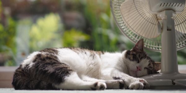 How to Keep Your Cat Cool and Avoid Heatstroke | Preventive Vet