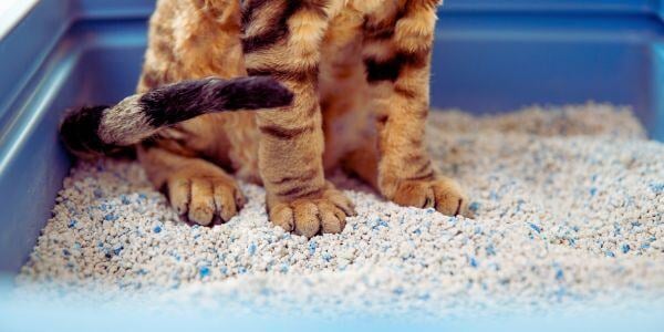 Litter Box 101: The Best Litter for Your Cat | Preventive Vet