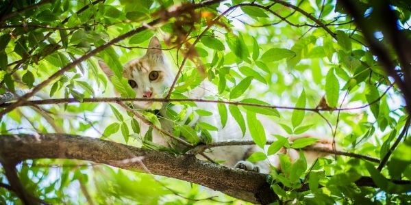 Preventing Your Cat From Falling Out the Window | Preventive Vet