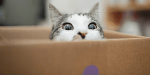 Why Cats Meow and Yowl Excessively | Preventive Vet