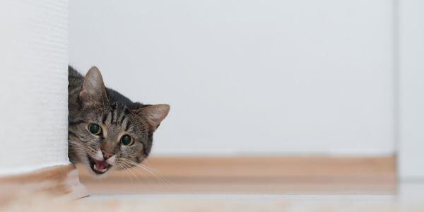 Feline Cognitive Dysfunction: How to Help Your Cat | Preventive Vet