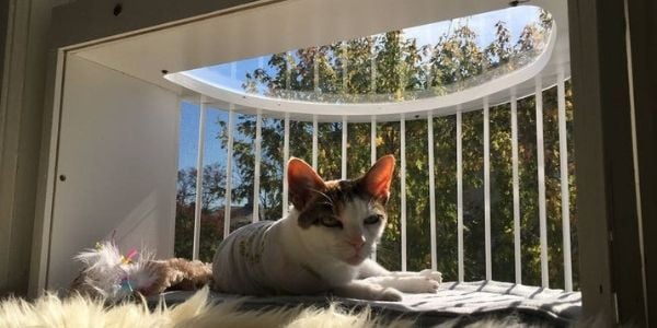 Preventing Your Cat From Falling Out the Window | Preventive Vet