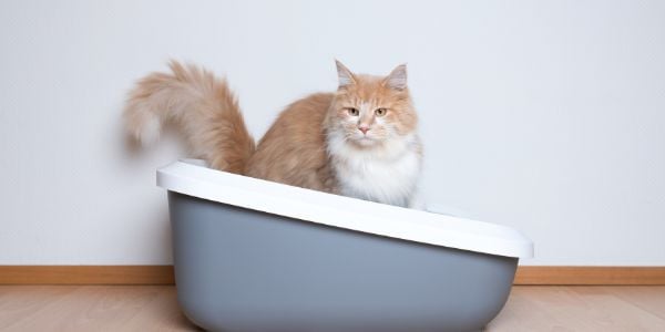 What Causes Cat Asthma and How to Treat It | Preventive Vet