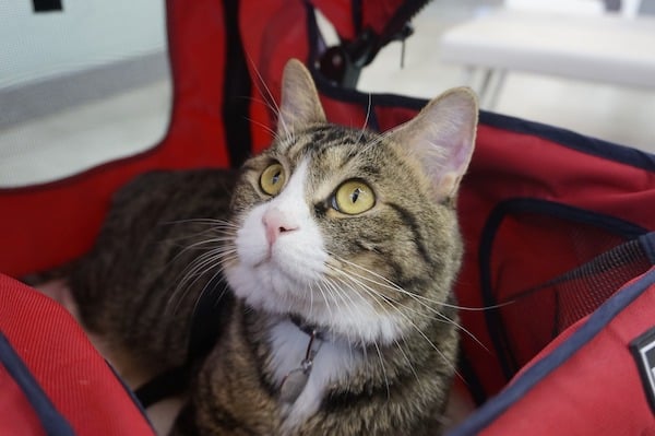 Donating Blood – How Your Dog or Cat Can Save a Life