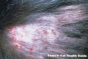 Miliary Dermatitis – Those Bumps On Your Cat's Back