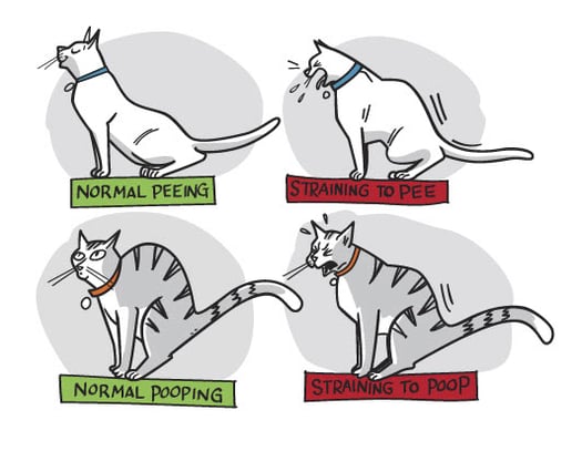 What to Do If Your Cat Is Constipated | Pet InfoRx