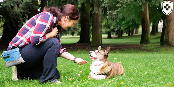 2 Easy Ways to Teach Your Dog How to Sit