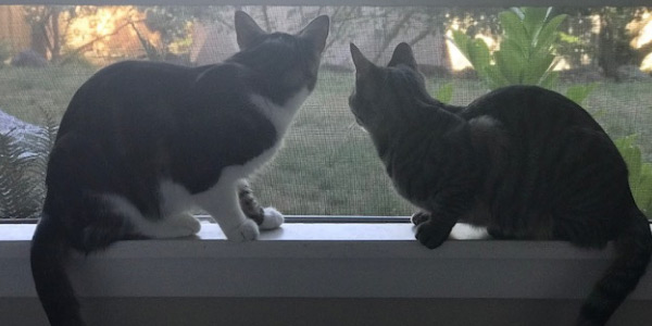 Why Cats Start Fighting: How to Get Cats to Like Each Other Again