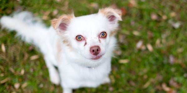 Tear and Fur Staining: How to Stop It | Preventive Vet